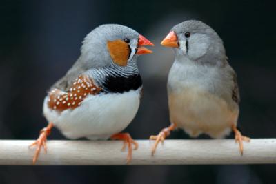 Is the songbird vocal learning pathway specialized for song and ...