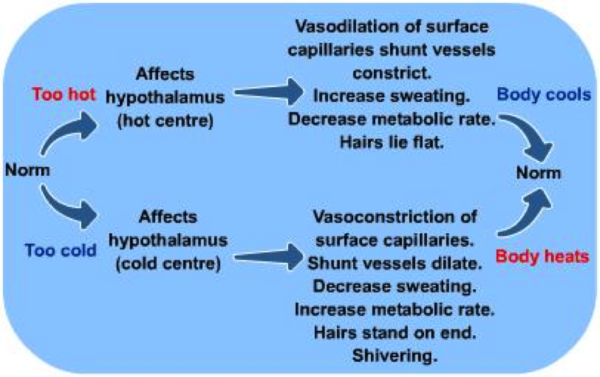 When hot and cold tell lies – Four situations where hot feels cold or ...