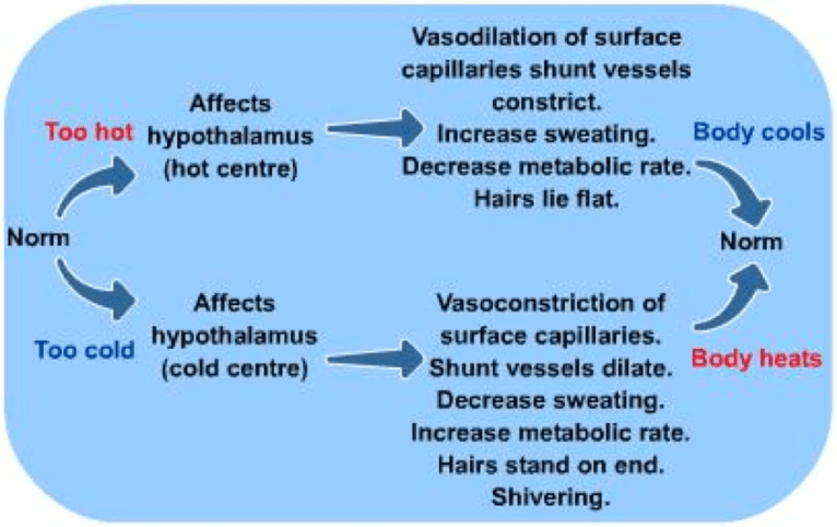 When hot and cold tell lies – Four situations where hot feels cold or ...