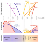 When hot and cold tell lies – Four situations where hot feels cold or ...
