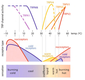 When hot and cold tell lies – Four situations where hot feels cold or ...