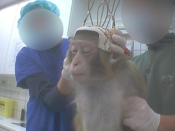 The Primate Paradox and Circuit Psychiatry: similarity between primate ...